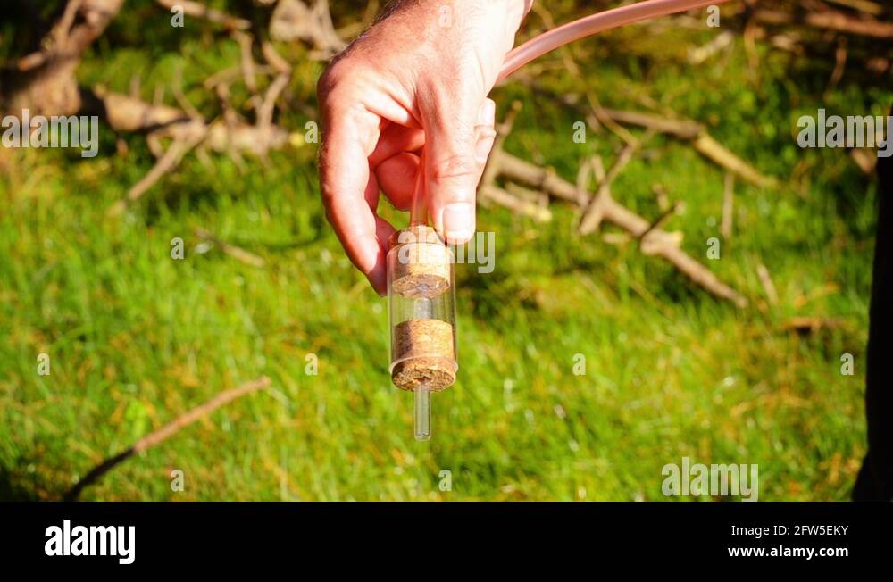 Collecting insects Stock Videos & Footage - HD and 4K Video Clips - Alamy