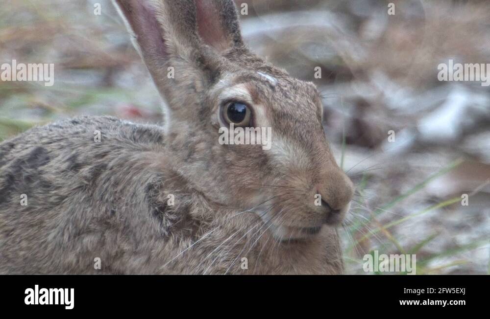 Hare standing Stock Videos & Footage - HD and 4K Video Clips - Alamy