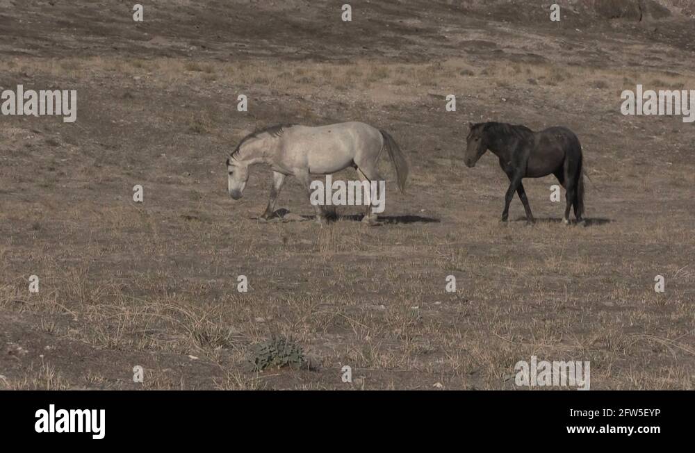 Desert fighting Stock Videos & Footage - HD and 4K Video Clips - Alamy