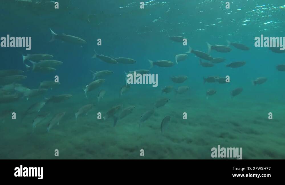 Mugil cephalus Stock Videos & Footage - HD and 4K Video Clips - Alamy