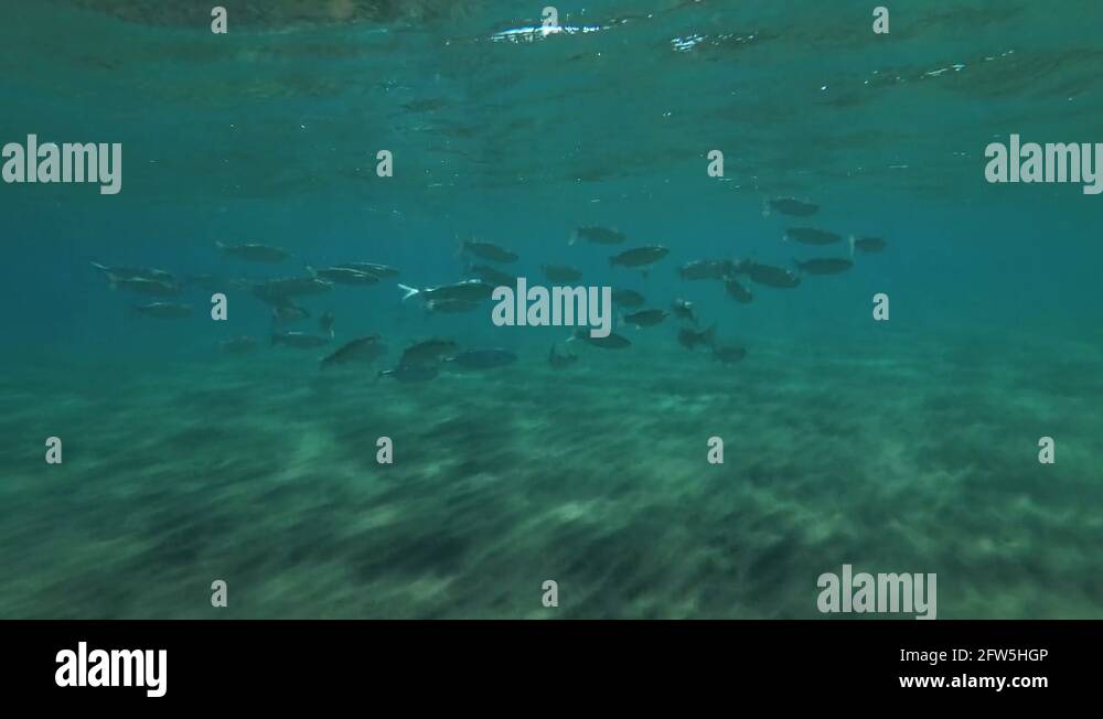 school of Striped Mullet (Mugil cephalus) swims over sandy bottom in ...