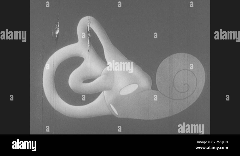 1950s: United States: Animation Of Labyrinth Inside Ear. Cochlear ...