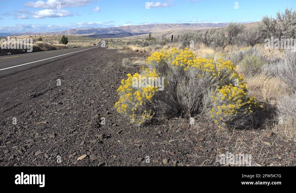 Rabbit bush Stock Videos & Footage - HD and 4K Video Clips - Alamy
