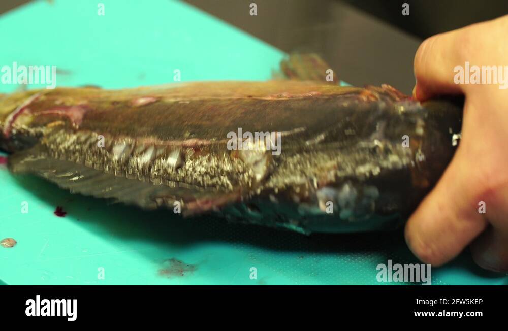 Close up carp Stock Videos & Footage - HD and 4K Video Clips - Alamy