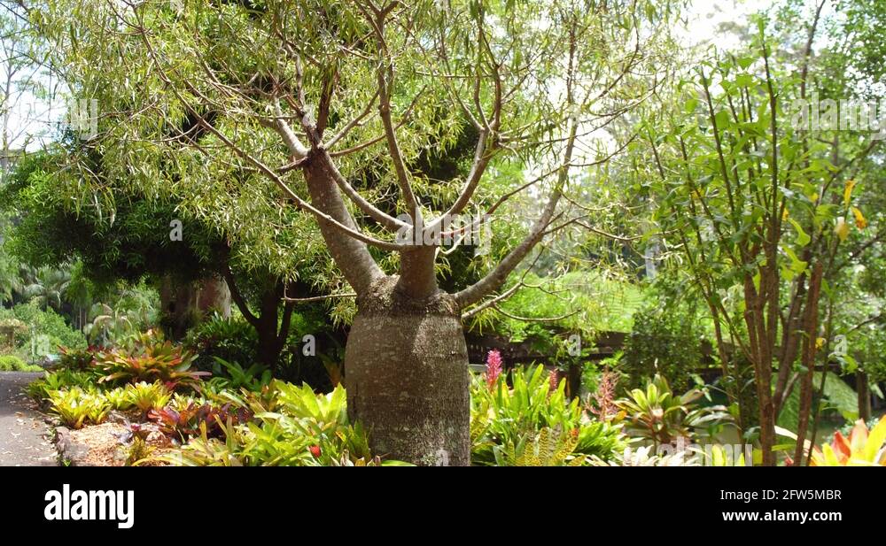 Australian native palm Stock Videos & Footage - HD and 4K Video Clips ...