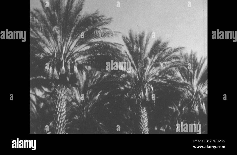 1950s america palm trees Stock Videos & Footage - HD and 4K Video Clips ...
