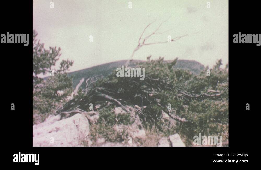 Pine tree seeds floating Stock Videos & Footage - HD and 4K Video Clips ...