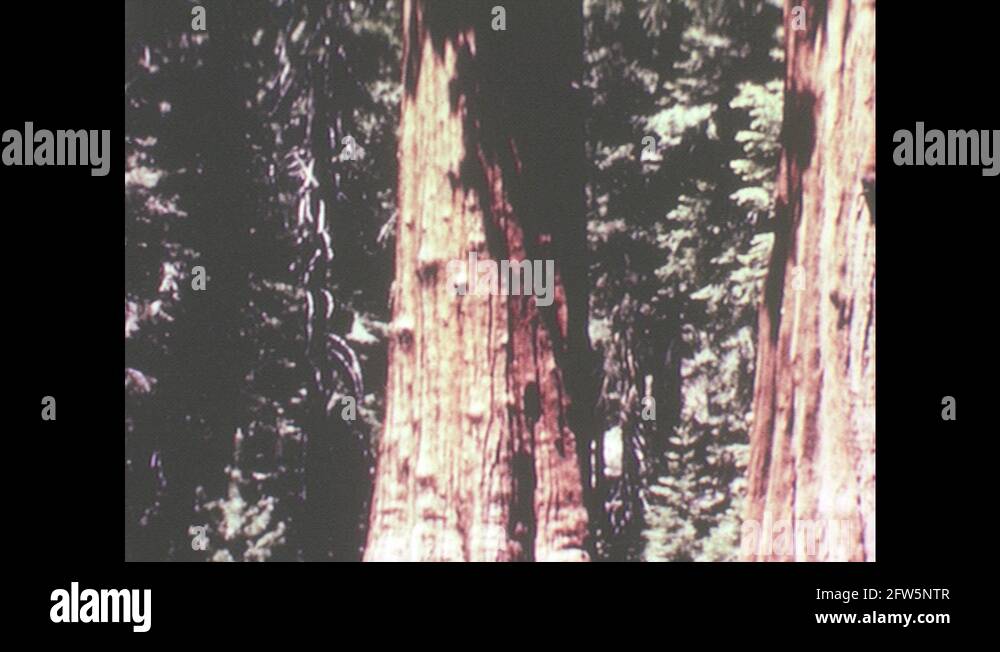 Swamp trunk tree Stock Videos & Footage - HD and 4K Video Clips - Alamy