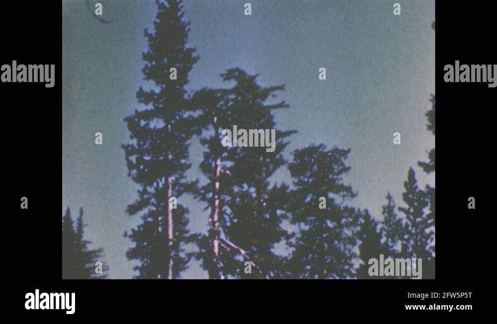 Wind bent trees Stock Videos & Footage - HD and 4K Video Clips - Alamy