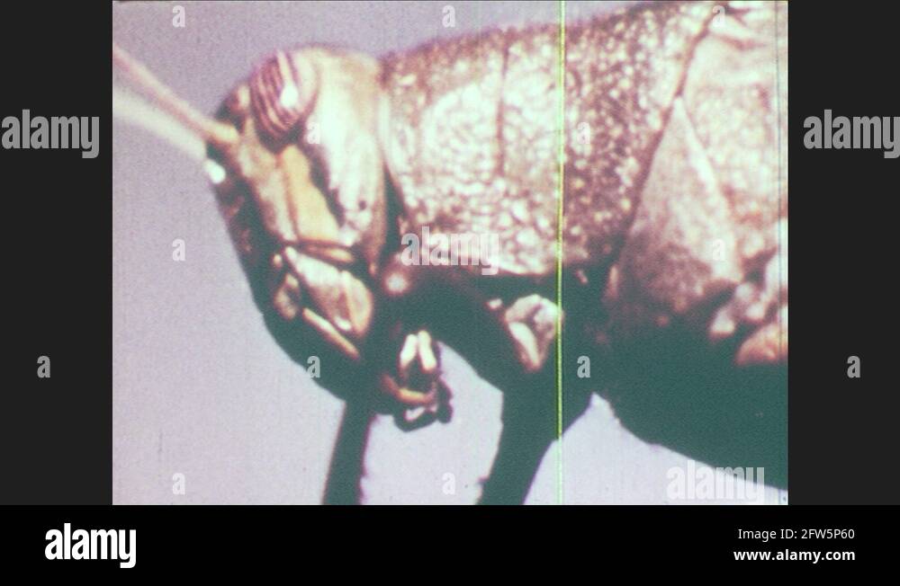 1960s: Grasshopper. Preying Mantis. Centipede crawls on ground. Diagram ...