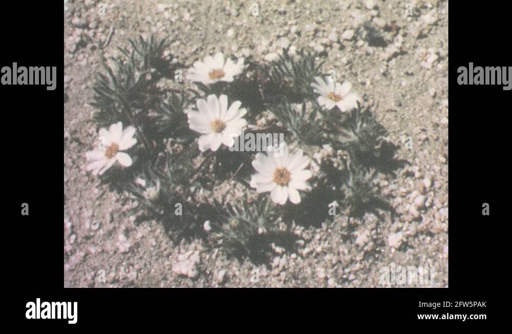 Desert prickly poppy Stock Videos & Footage - HD and 4K Video Clips - Alamy