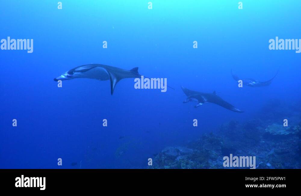 Fin formation Stock Videos & Footage - HD and 4K Video Clips - Alamy