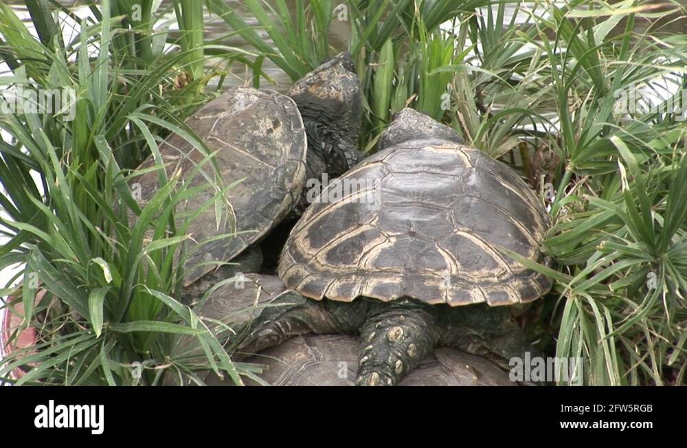 Tortoise turtle which is 400 years old in Galapagos Stock Video Footage ...