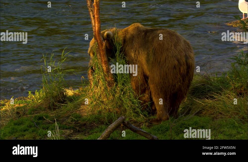 Grizzly scratching back Stock Videos & Footage - HD and 4K Video Clips ...