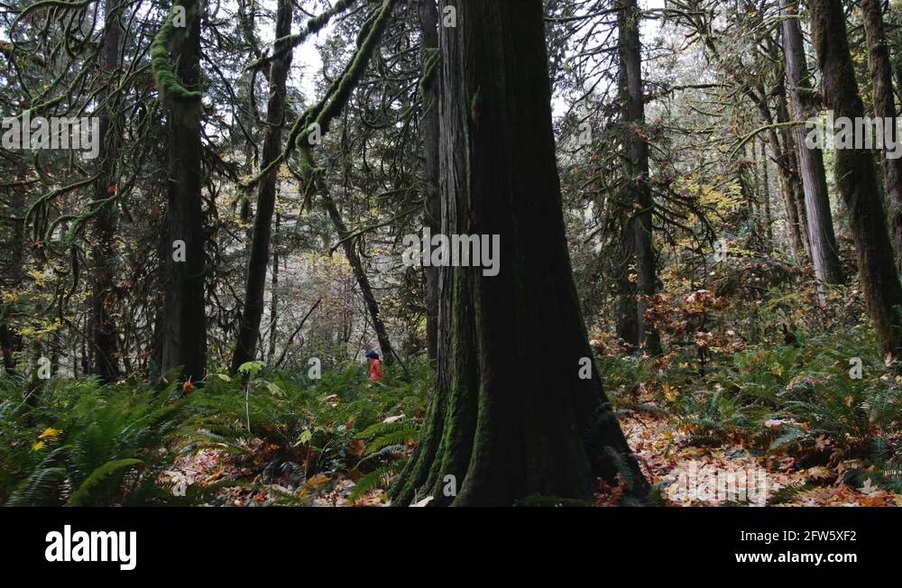 Rainforest looking up Stock Videos & Footage - HD and 4K Video Clips ...