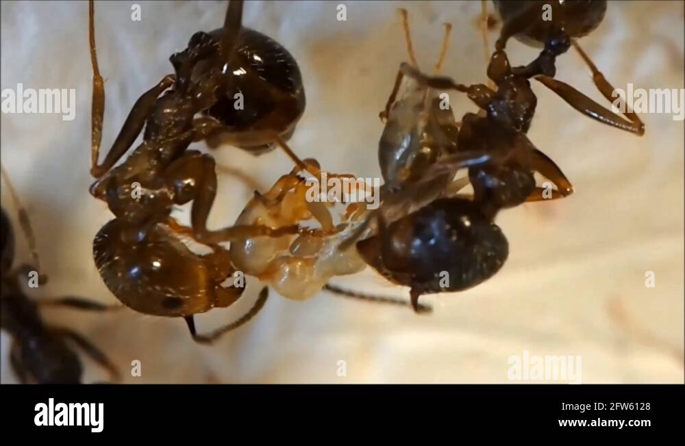 Birth of insect Stock Videos & Footage - HD and 4K Video Clips - Alamy