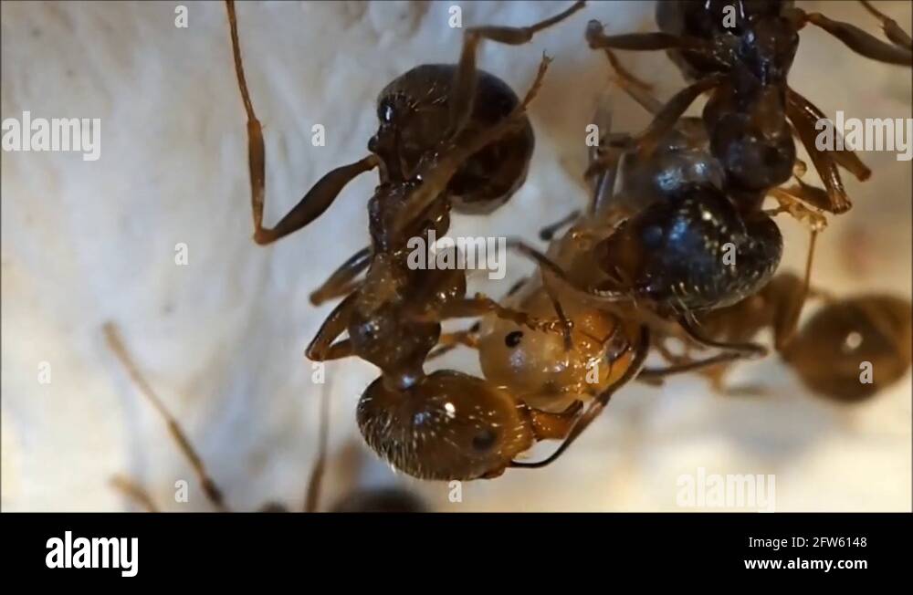 Ant ants Stock Videos & Footage - HD and 4K Video Clips - Alamy