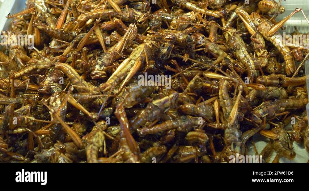 Thailand insects Stock Videos & Footage - HD and 4K Video Clips - Alamy