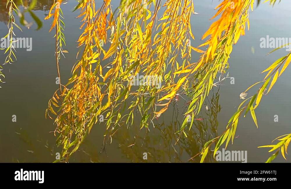 Tree branches hanging over water Stock Videos & Footage - HD and 4K ...