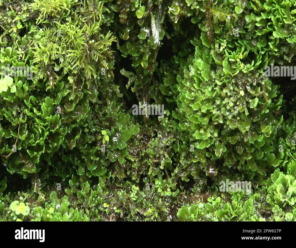 Plants dripping water Stock Videos & Footage - HD and 4K Video Clips ...