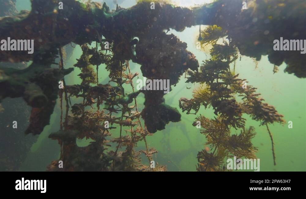 Attached algae Stock Videos & Footage - HD and 4K Video Clips - Alamy