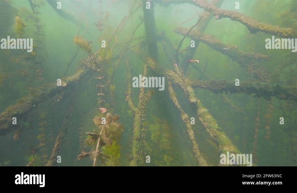 Sunken wood Stock Videos & Footage - HD and 4K Video Clips - Alamy