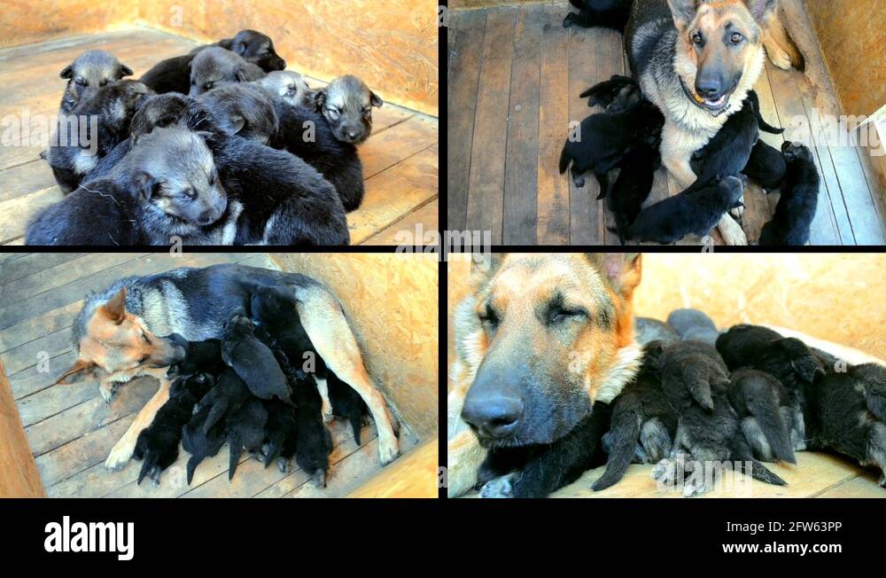 German shepherd breeding Stock Videos & Footage - HD and 4K Video Clips ...