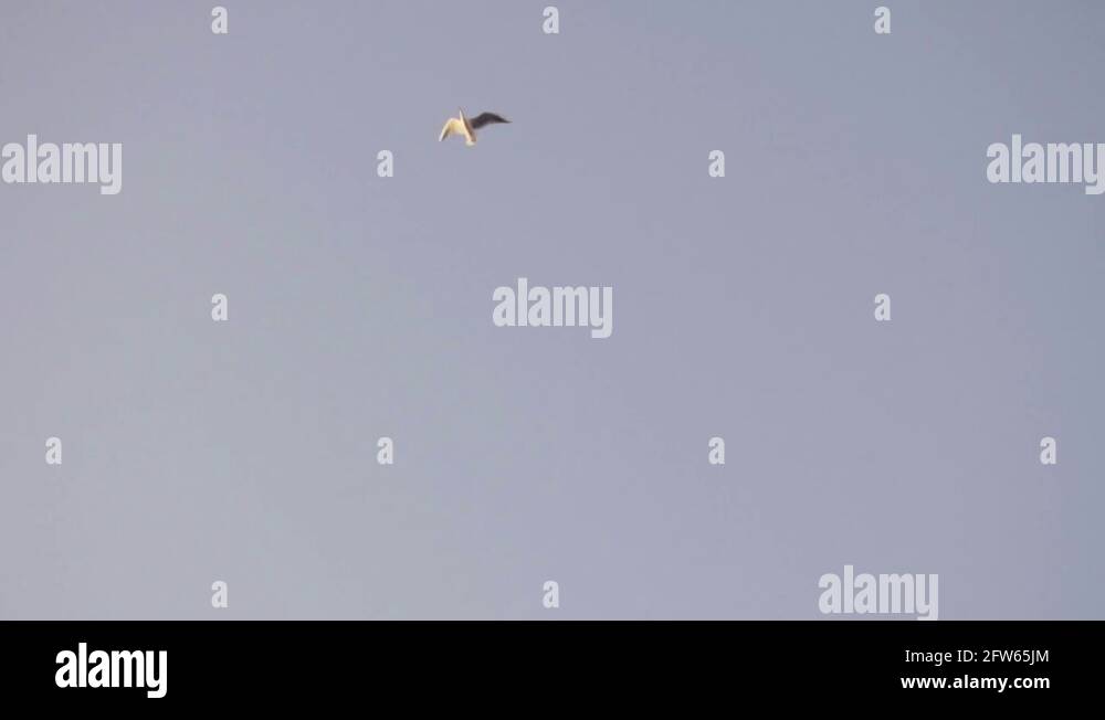 Thermal currents Stock Videos & Footage - HD and 4K Video Clips - Alamy