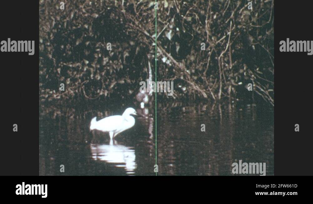Crocodile bird Stock Videos & Footage - HD and 4K Video Clips - Alamy