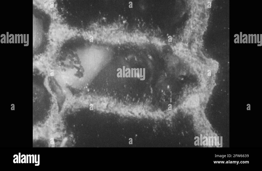 Larva skin Stock Videos & Footage - HD and 4K Video Clips - Alamy