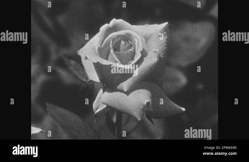 Rose anatomy Stock Videos & Footage - HD and 4K Video Clips - Alamy