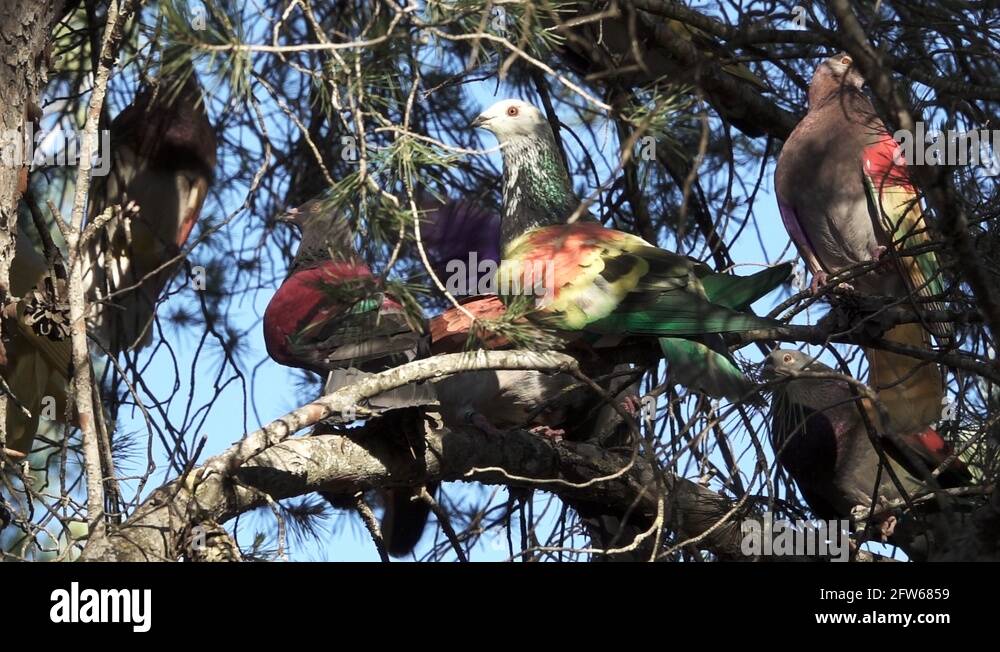 Pigeon flying competition pigeon flying Stock Videos & Footage - HD and ...