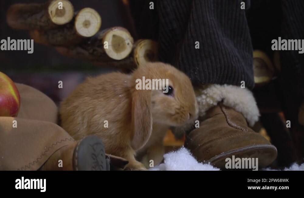 Snow rabbit feet Stock Videos & Footage - HD and 4K Video Clips - Alamy