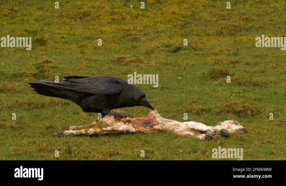 Dead lamb Stock Videos & Footage - HD and 4K Video Clips - Alamy