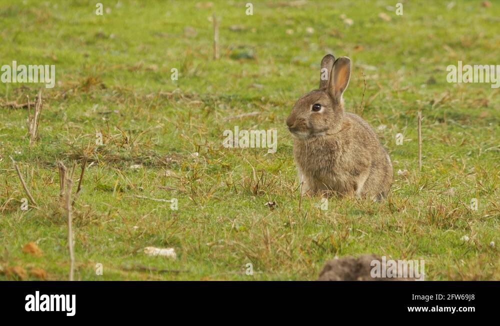 Lagomorpha Stock Videos & Footage - HD and 4K Video Clips - Alamy