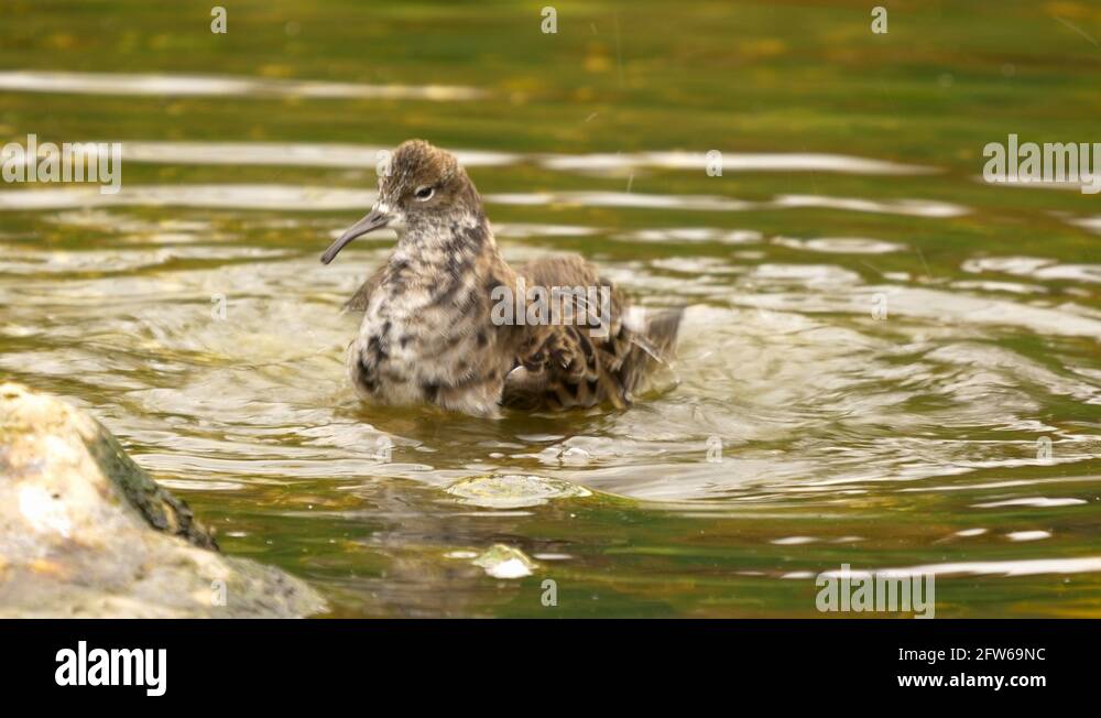 Ruff female (reeve) bathing in shallow pool before flying out of frame ...