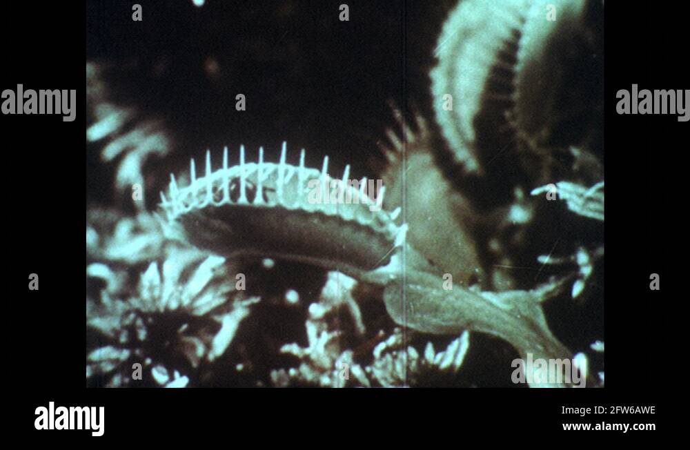 1960s: Spider trapped in Venus flytrap. Closed Venus flytrap. Open ...