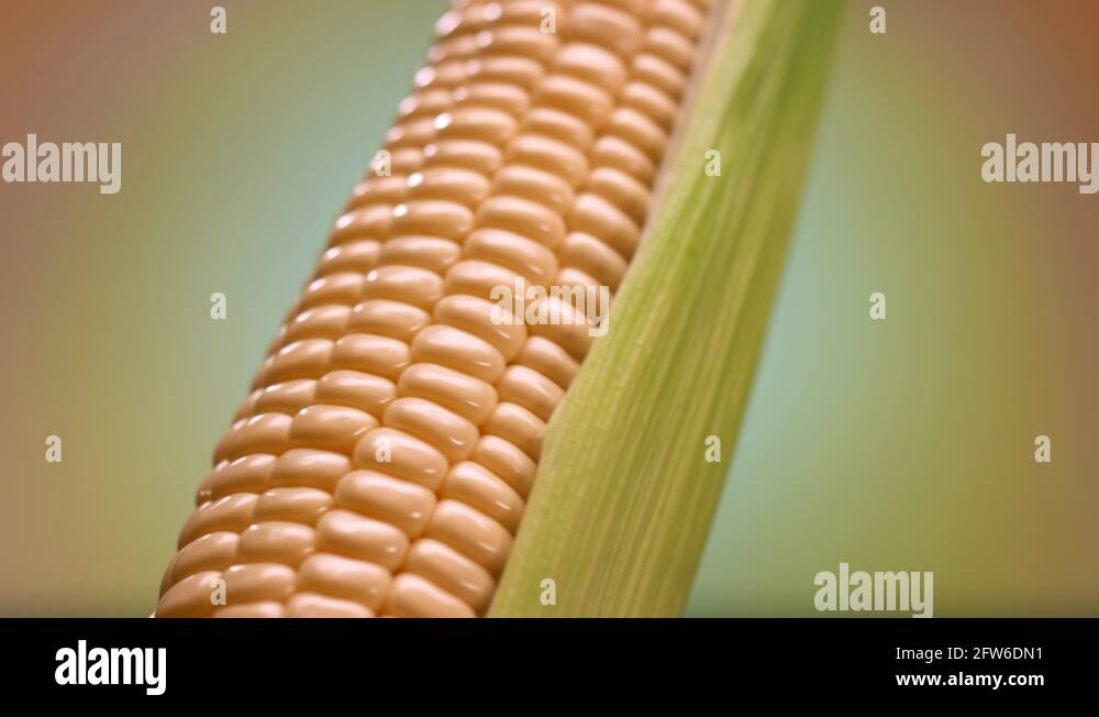 Corn cub Stock Videos & Footage - HD and 4K Video Clips - Alamy