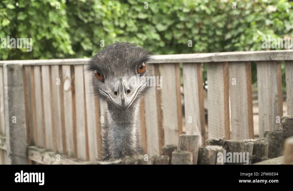 Funny emu head Stock Videos & Footage - HD and 4K Video Clips - Alamy