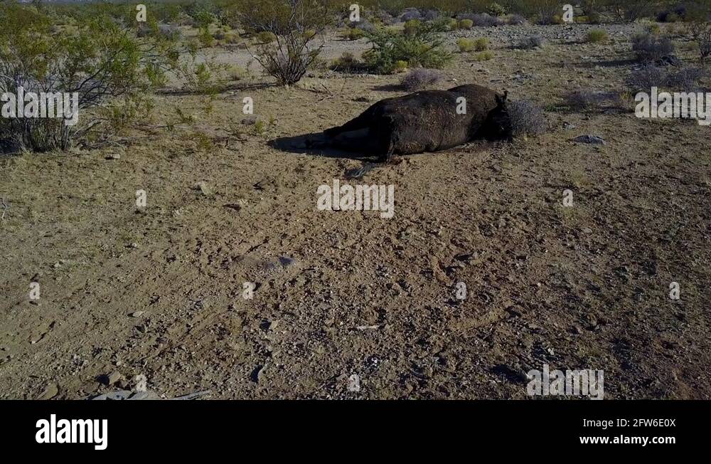 Dead cow in desert Stock Videos & Footage - HD and 4K Video Clips - Alamy