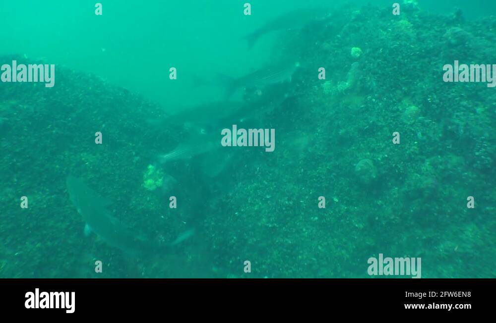 Filtration shellfish Stock Videos & Footage - HD and 4K Video Clips - Alamy