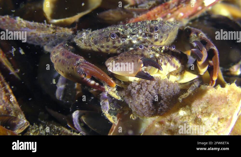 Breeding round Stock Videos & Footage - HD and 4K Video Clips - Alamy