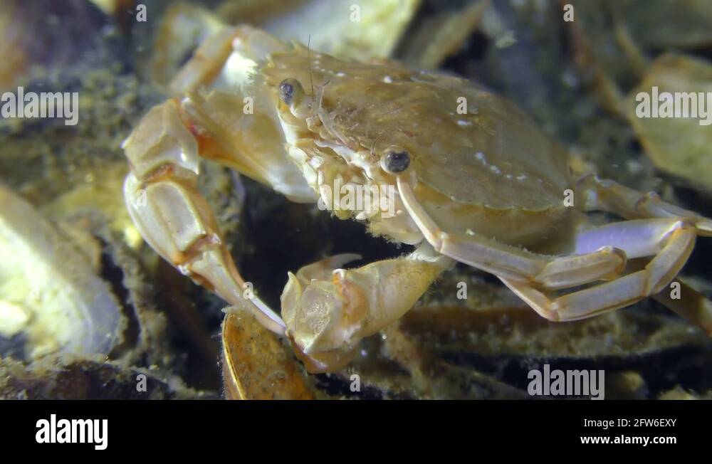 Flying swimming crab (Liocarcinus holsatus) cleans the back and eyes ...