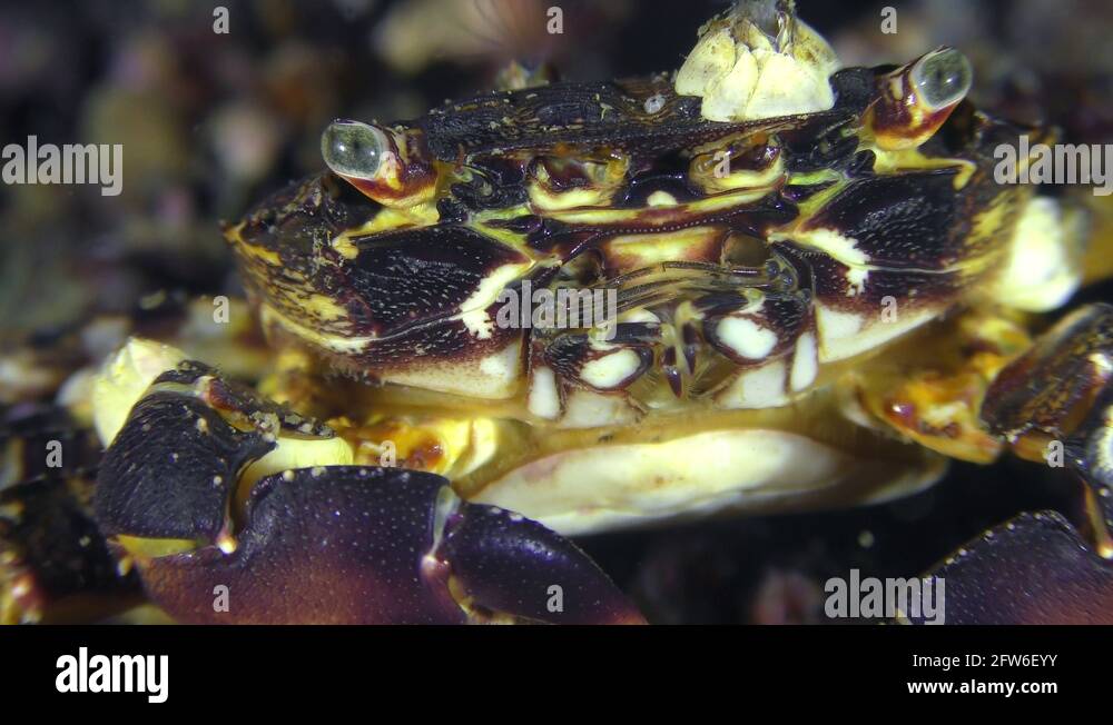 Сrab (Pachygrapsus marmoratus), extreme close-up Stock Video Footage ...