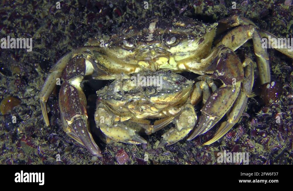 Mating reproduction Stock Videos & Footage - HD and 4K Video Clips - Alamy