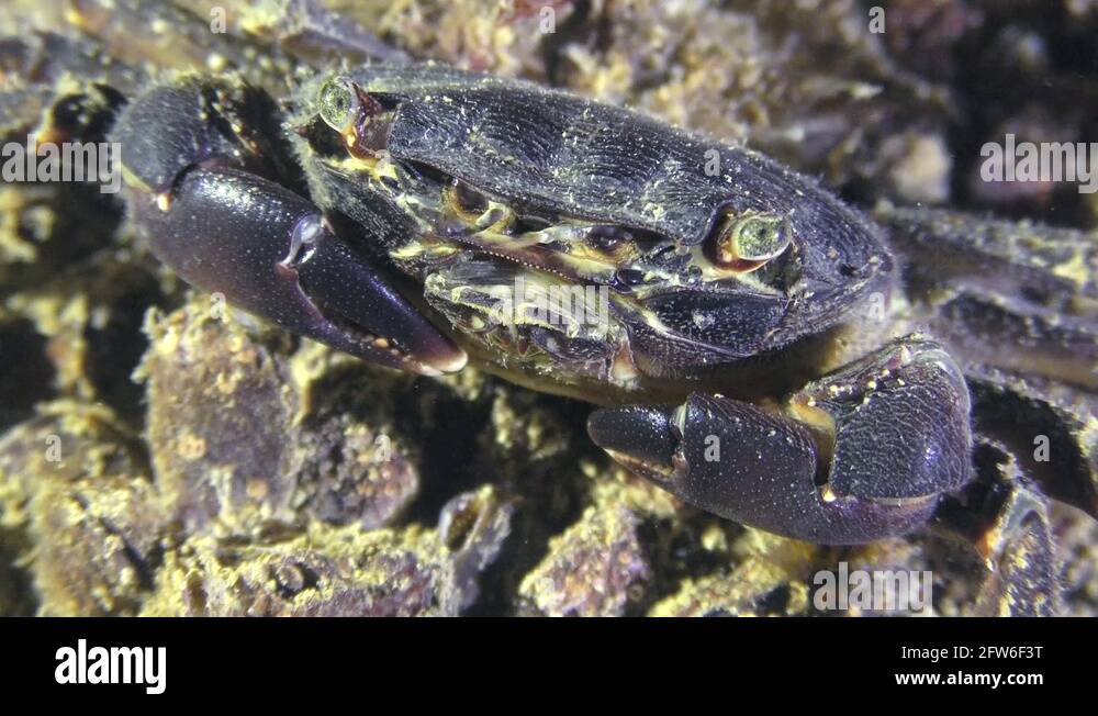 Pachygrapsus marmoratus Stock Videos & Footage - HD and 4K Video Clips ...