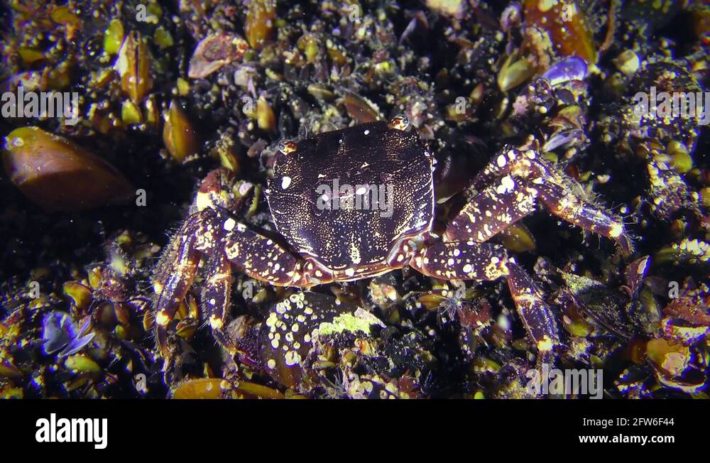 Marbled shore crab (Pachygrapsus marmoratus) slowly creeps away Stock ...