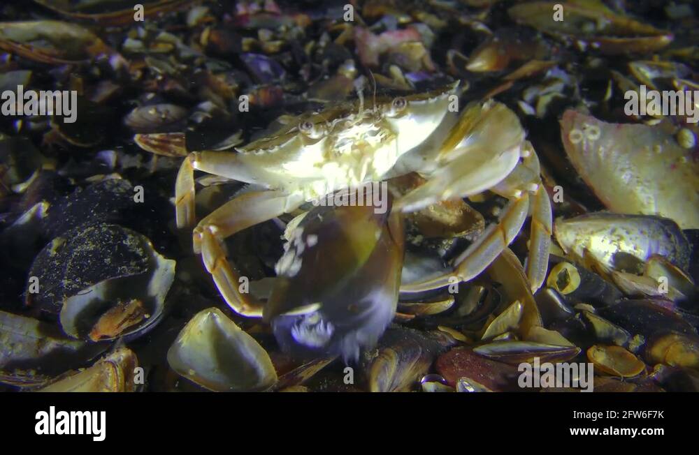 Mussel shell blue Stock Videos & Footage - HD and 4K Video Clips - Alamy