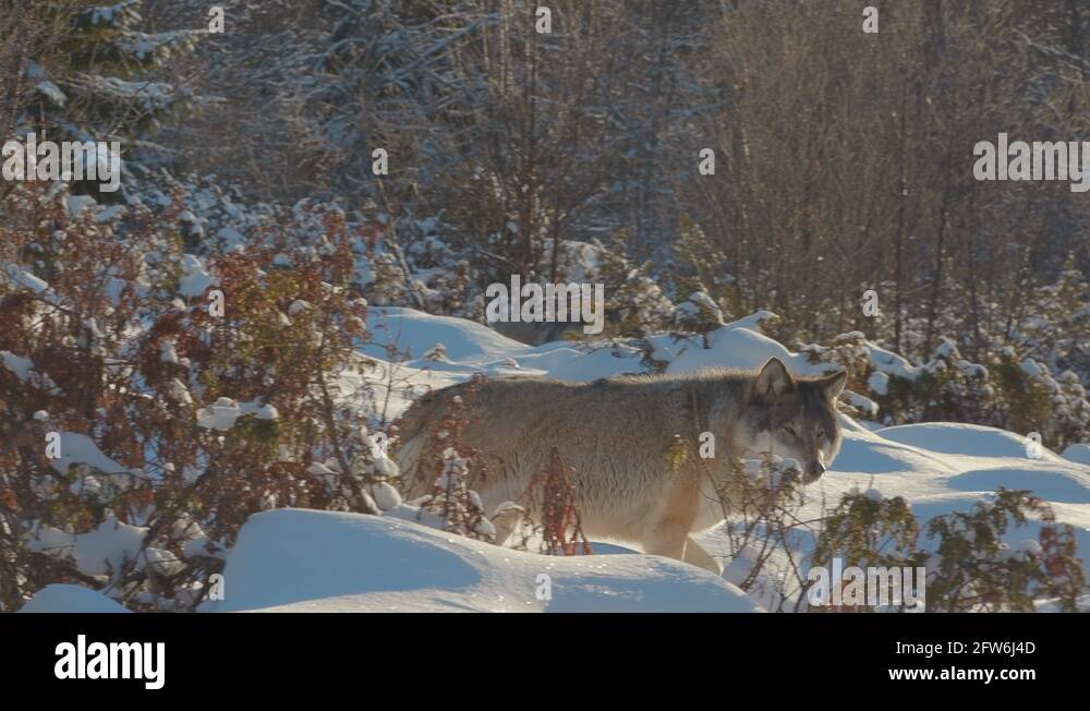 Wolf pack running Stock Videos & Footage - HD and 4K Video Clips - Alamy