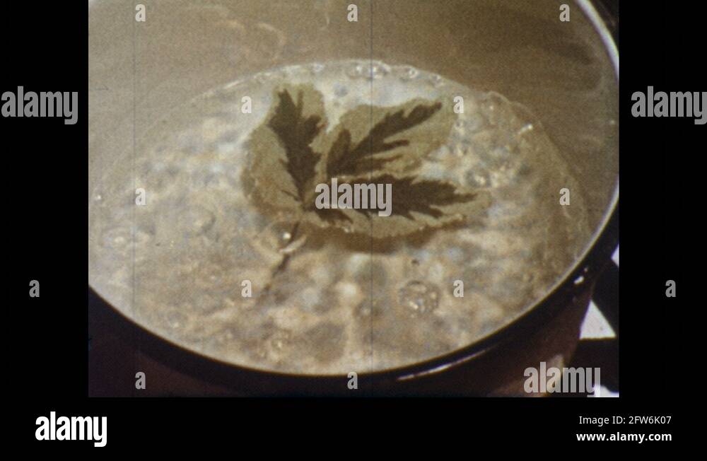 Grain leaf Stock Videos & Footage - HD and 4K Video Clips - Alamy